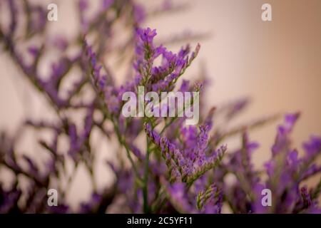 Close up of a bouquet of Limonium Maine Blue Foliage variety, studio ...