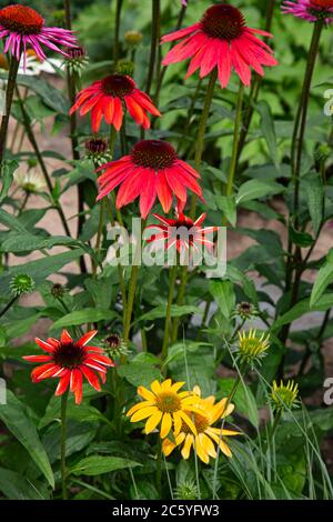 coneflowers (Echinacea) in different colours Stock Photo - Alamy