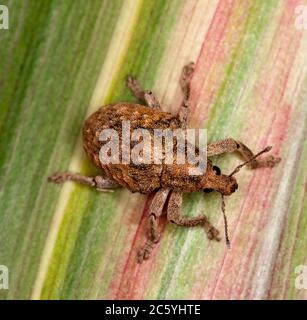 close up of Eucalyptus Gum nut flower Stock Photo - Alamy