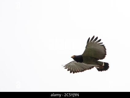 Barred Hawk (Morphnarchus princeps) flying overhead near Mindo on the ...