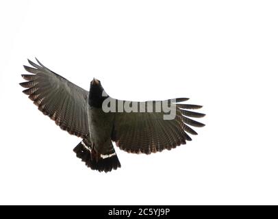 Barred Hawk (Morphnarchus princeps) flying overhead near Mindo on the ...