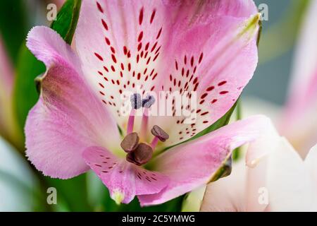 Light Pink Alstroemerias - Peruvian Lily flower Stock Photo - Alamy