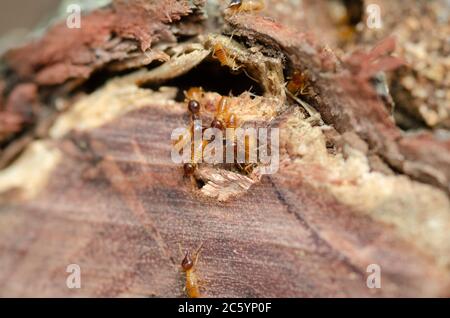 Termites In A Garden Log - Close Up Of A Colony Of Termites Eating A ...