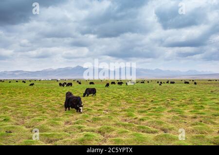 Tibetan yak eating grass in a pasture at Himalaya mountains Stock Photo ...