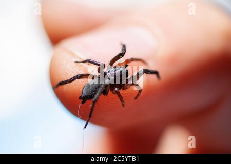 a small poisonous spider on the arm of a man bites the skin injects ...