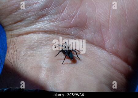 a small poisonous spider on the arm of a man bites the skin injects ...