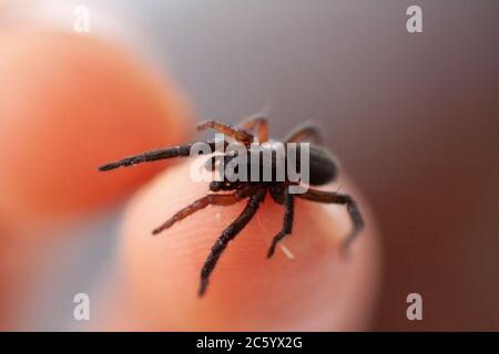 a small poisonous spider on the arm of a man bites the skin injects ...