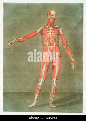 . The anatomy of the human body. Human anatomy; Anatomy. 88 OSTEOLOGY ...