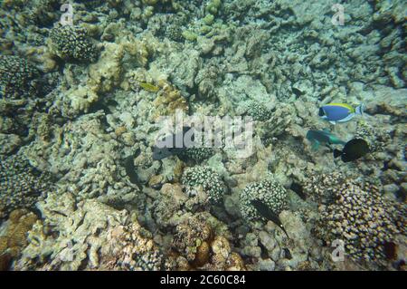 Puffer fish, surgeon fish and parrot fish Stock Photo - Alamy