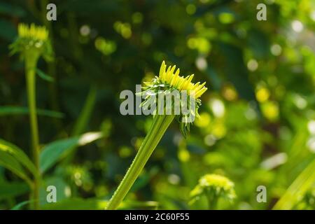 Flower bud opening purple coneflower Echinacea purpurea Eastern purple ...