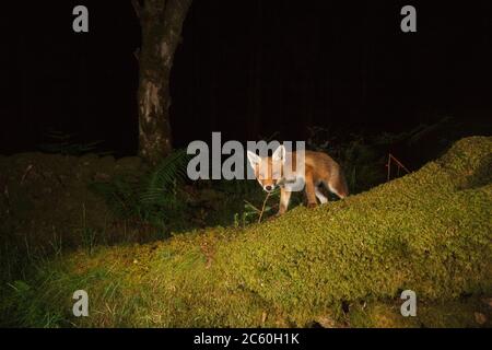Wild Red Fox (Vulpes vulpes) scavenging in a natural woodland forest setting. Peering intently ...