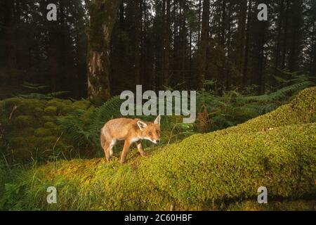 Wild Red Fox (Vulpes vulpes) scavenging in a natural woodland forest setting. Peering intently ...