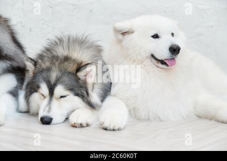 Siberian husky laying down and relaxing together Stock Photo - Alamy