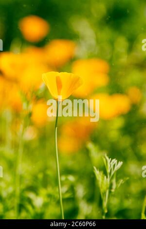 poppy field in spring Stock Photo - Alamy