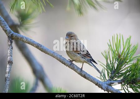 juvenile Common linnet (Linaria cannabina Stock Photo - Alamy