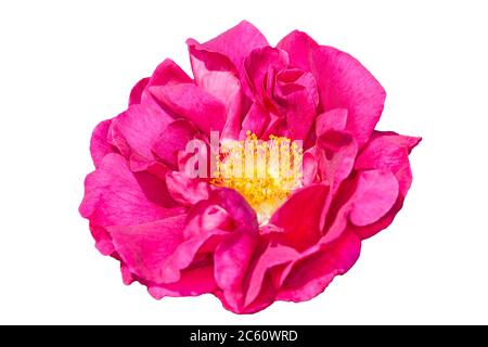 Old red damask apothecary's rose, 'Red Rose of Lancaster' official rose ...