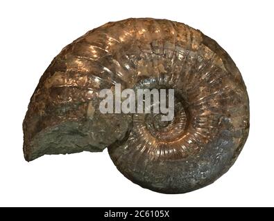 Fossil - prehistoric snail - ammonite Stock Photo - Alamy