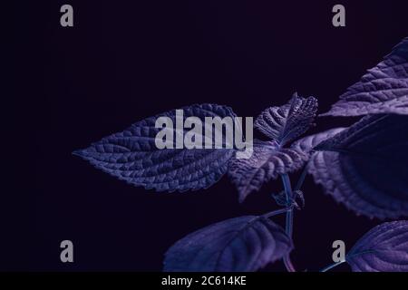 Beautiful plant leaf in neon light on a black. Minimalism retro style ...