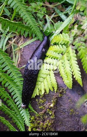 Arion Slugs (Arion Stock Photo - Alamy