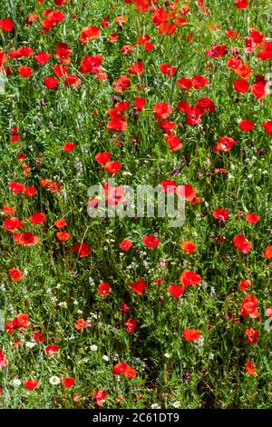 Natural red backdrop Stock Photo - Alamy