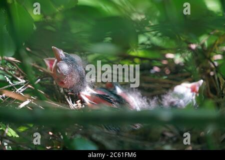 A newborn Northern Cardinal chick bird in the nest Stock Photo - Alamy