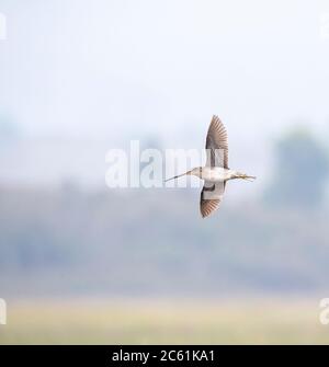 Madagascan Snipe (Gallinago macrodactyla) flying over wetland in humid ...