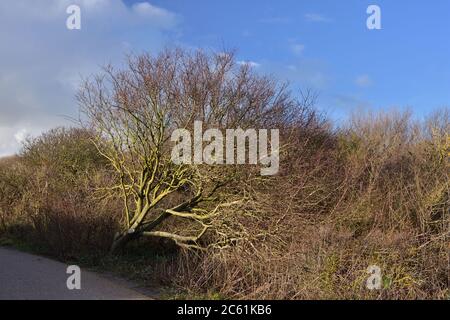 A path for runners among low bushes and dry bushes. Spring Stock Photo ...