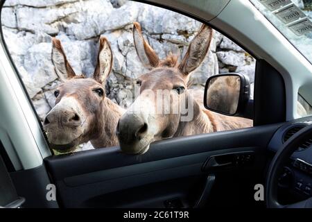donkey's face inside car window. Bonaire, Netherland Antilles ...