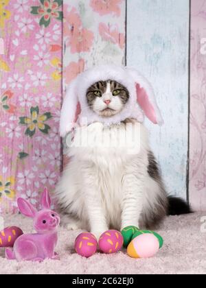 funny easter cat pictures