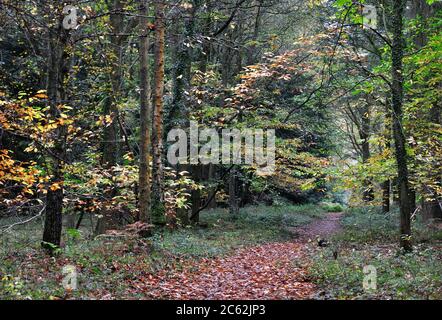 Little Dean Walk, Forest of Dean Stock Photo - Alamy