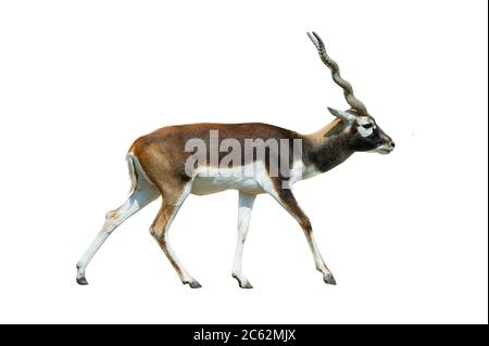 A white black buck (Antelope) spotted at IIT Madras,Chennai,India ...