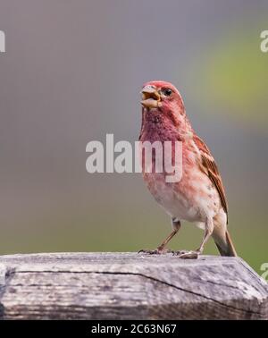 Purple Finch male close-up side view, perched on a tree buds branch and ...