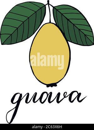 Guava icon. Simple illustration of guava vector icons set color ...