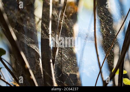 Sun shining through the spider web on the tree branches Stock Photo - Alamy