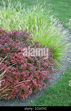 Rote Zwergberberitze Berberis, Berberitze thunbergii Atropurpea Nana ...