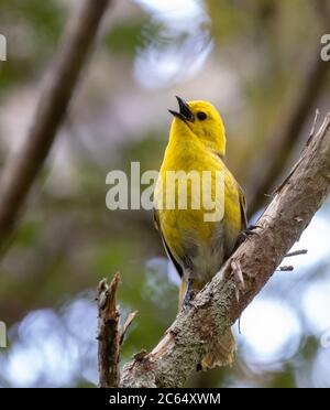 Yellowhead, Mohoua ochrocephala Stock Photo - Alamy
