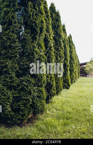 Living green hedge of coniferous plants Stock Photo - Alamy