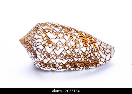 Conus textile textile cone Stock Photo - Alamy