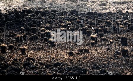 The burnt meadows. Sedge hummocks. Marshland fire Stock Photo - Alamy