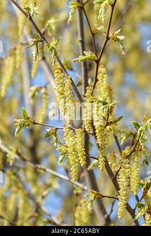 Hainbuche; Carpinus; betulus Stock Photo - Alamy