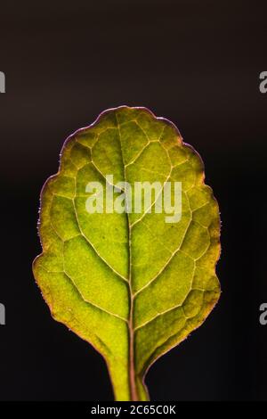 Leaf of a Common Bistort with dark background Stock Photo - Alamy