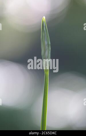 Three cornered leek flowers and buds isolated against white Stock Photo ...