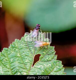 Macro Photography of Two Flies Mating on a Leaf Stock Photo - Alamy