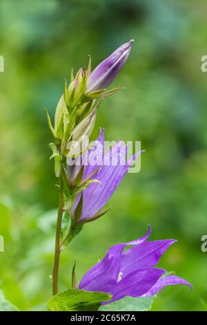 Giant Bellflower (Campanula latifolia) Plantae Stock Photo - Alamy