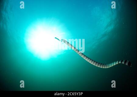 Belcher's sea snake (Hydrophis belcheri) swimming over coral reef, Raja ...
