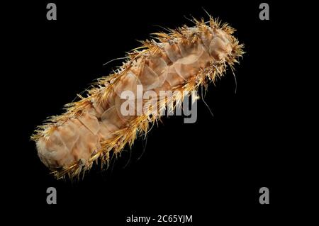 Giant Scale Worm (Eulagisca gigantea) Picture was taken in cooperation ...