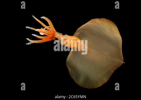 Magnapinna, Bigfin squid Stock Photo - Alamy