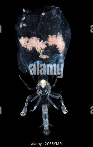 Pram bug amphipod (Phronima sp.) with young in a salp house. Phronima ...