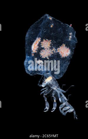 Pram bug amphipod (Phronima sp.) with young in a salp house. Phronima ...