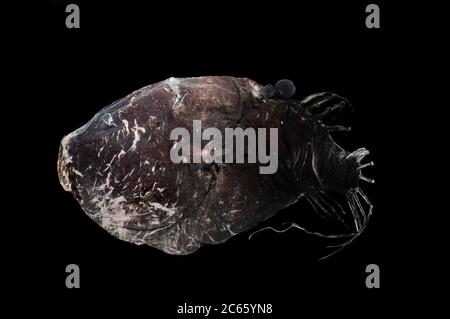 deep sea anglerfish or black seadevil, Diceratias pileatus, Hawaii ...